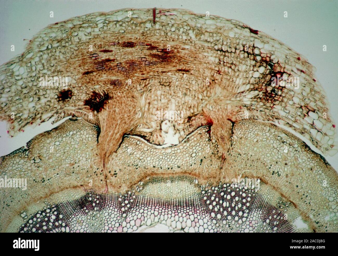 Light micrograph of a lesser dodder, Cuscuta epithymum, (top) attached ...