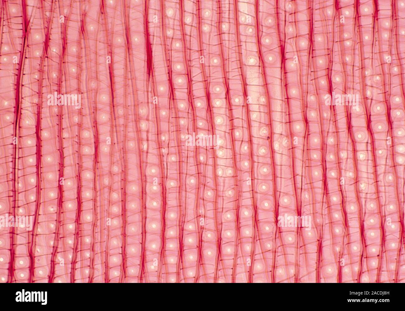 Light micrograph of a radial longitudinal section through the wood ...