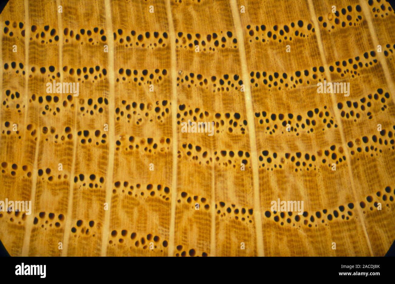 Light micrograph of a transverse section through the wood (secondary ...