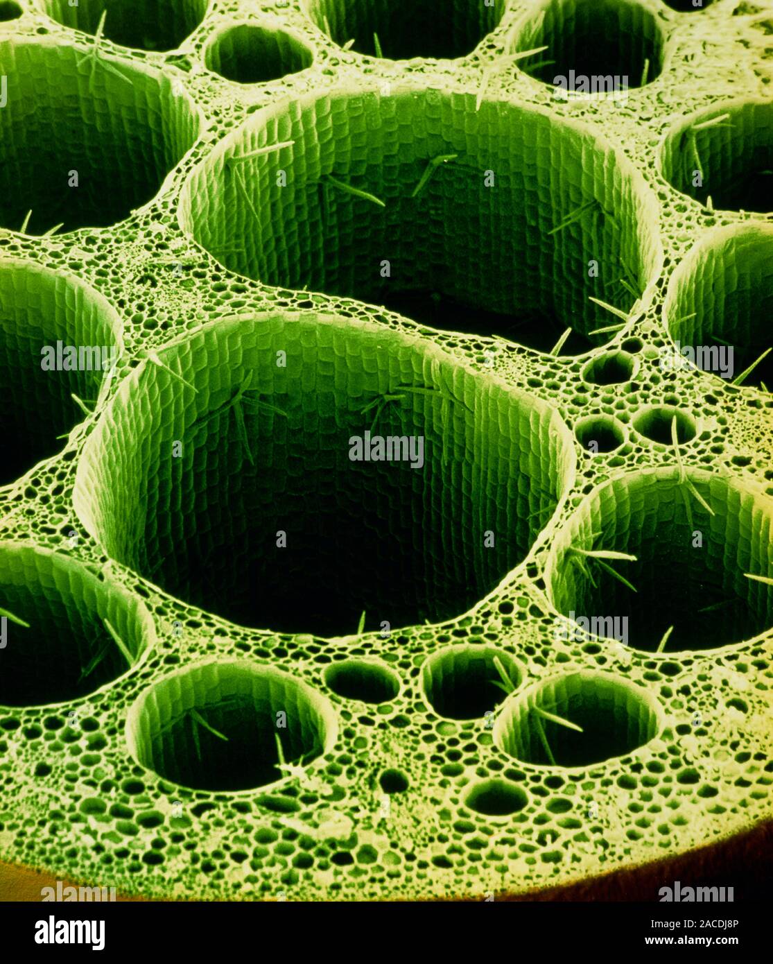 False colour scanning electron micrograph of a section across a cut ...