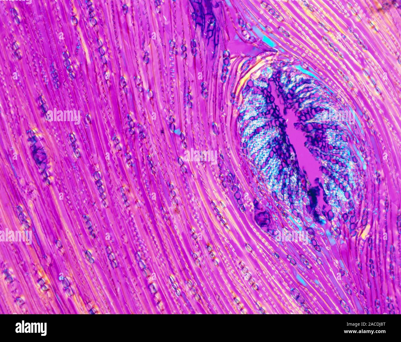 Polarised light micrograph of a vertical section through the wood ...