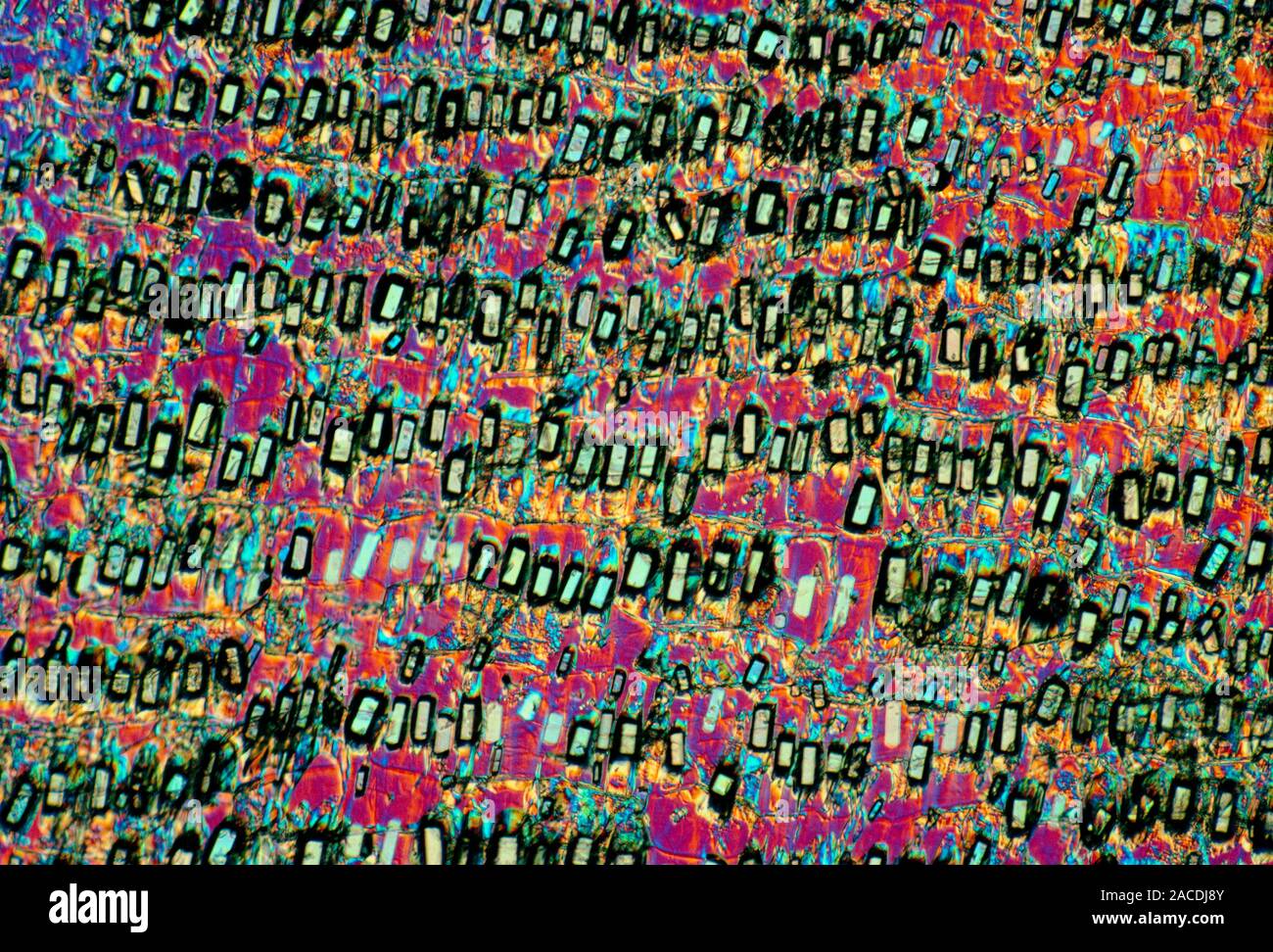 Light micrograph of tissue from a clove of garlic, Allium sativum ...