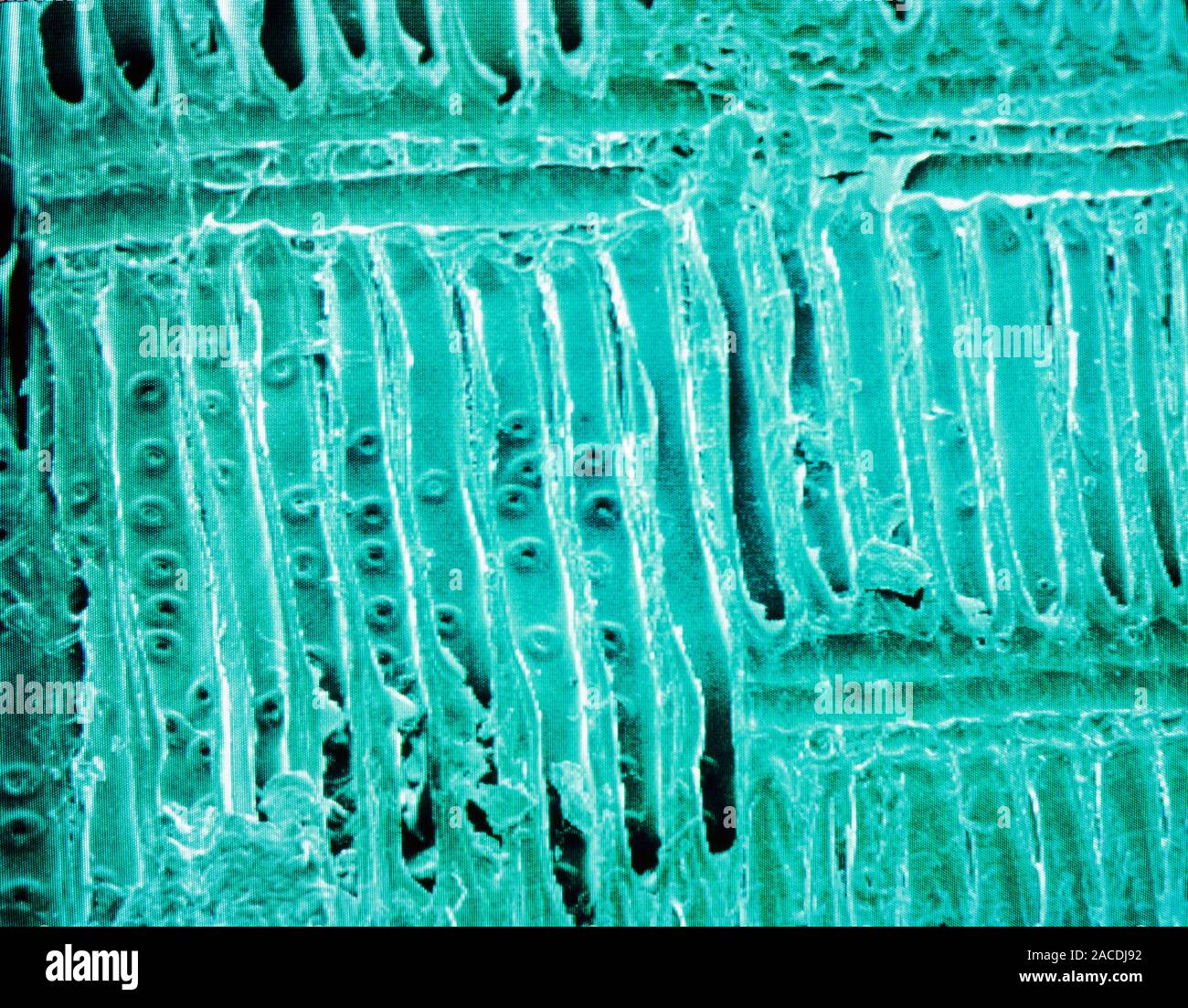 Xylem with pits. False-colour scanning electron micrograph (SEM) of a ...