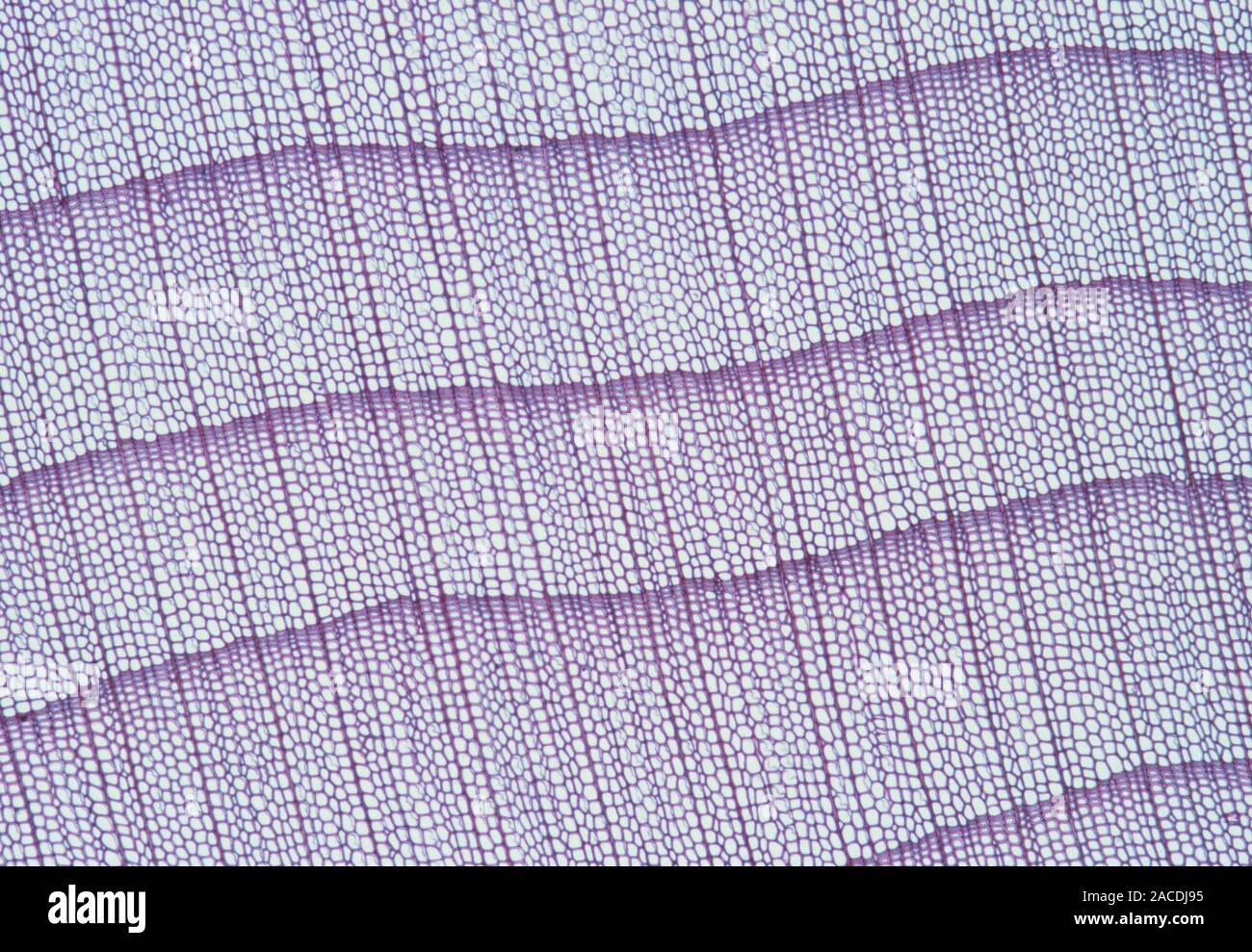 Yew wood. Light micrograph of a transverse section through wood of the ...