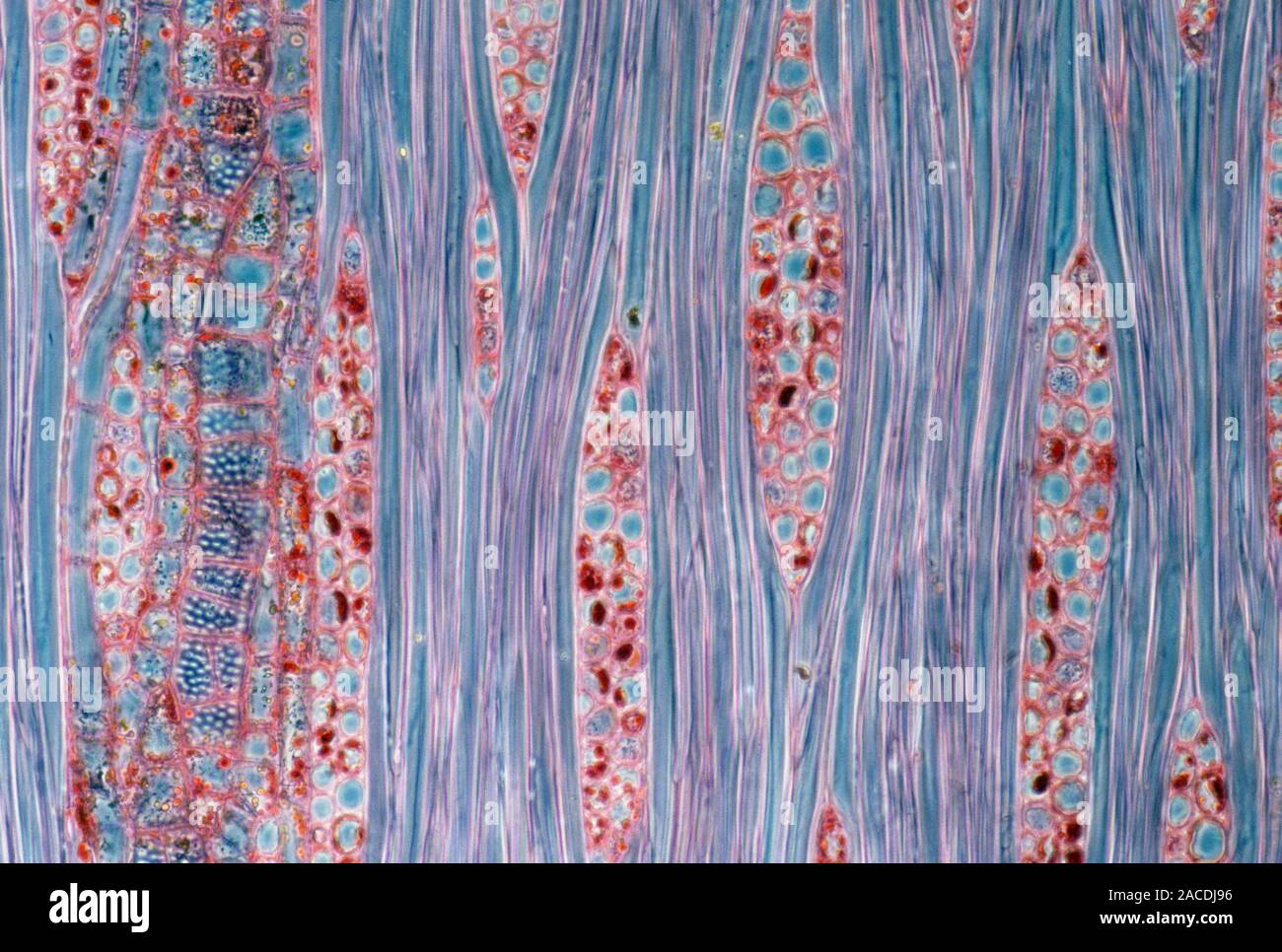 Ash wood. Light micrograph of a tangential longitudinal section through ...