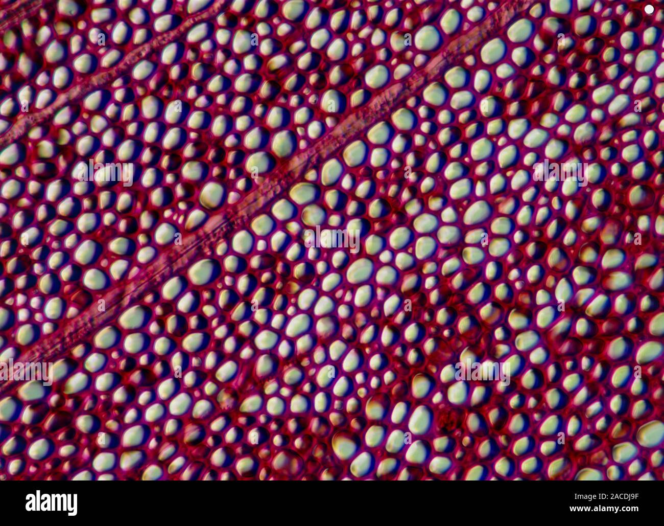 Bamboo vascular system. Light micrograph of a section through a bamboo ...