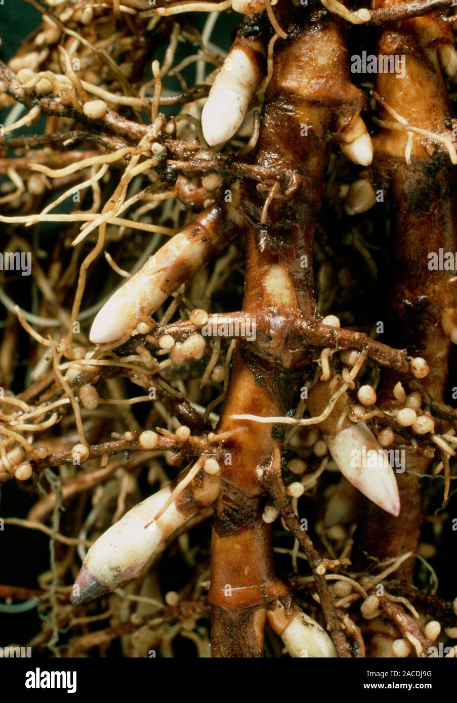 Leguminous underground stem. Close-up of the rhizome (underground stem ...