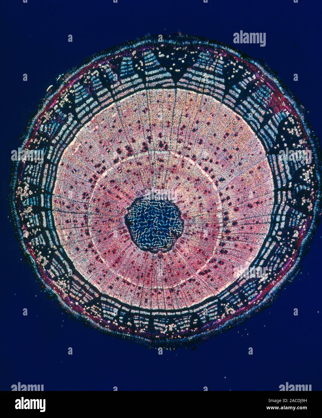 Hibiscus stem. Light micrograph (LM) of a transverse section through a ...