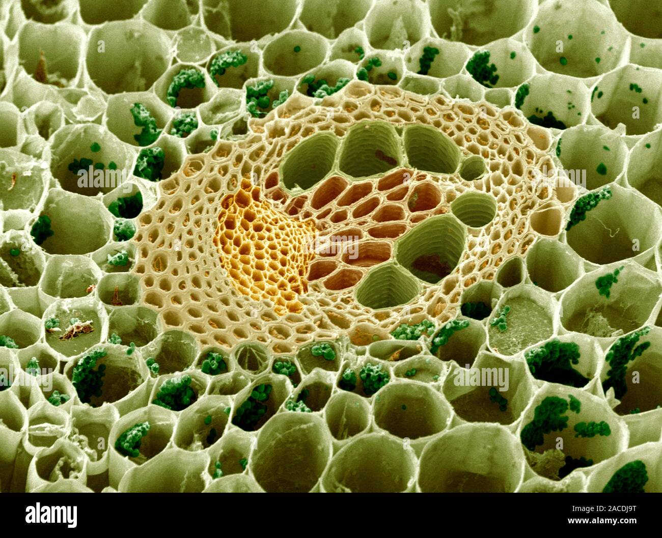 Buttercup stem. Coloured scanning electron micro- graph (SEM) of a ...