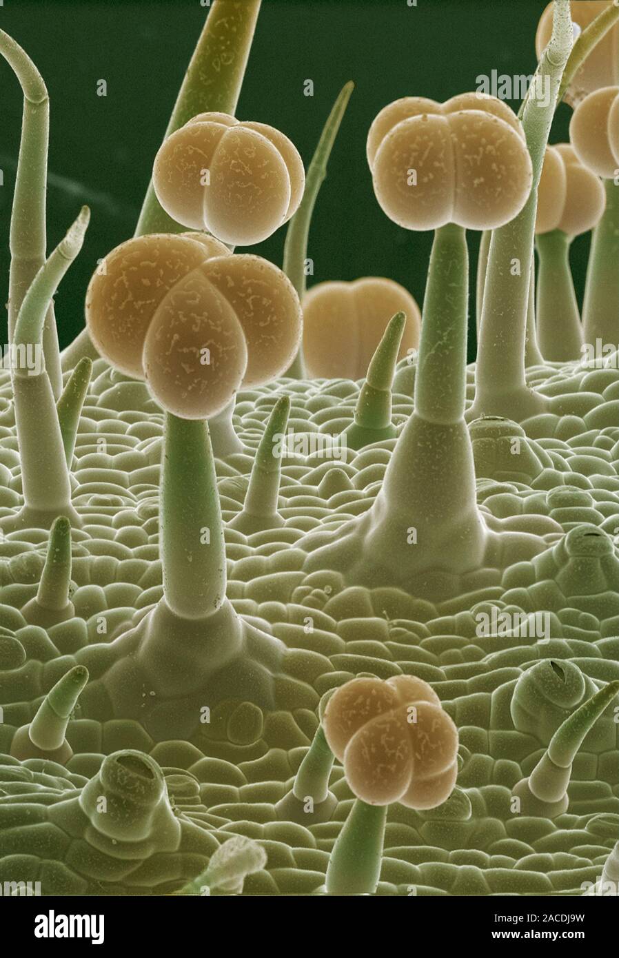 Tomato stem. Coloured scanning electron micrograph (SEM) of the stem of ...