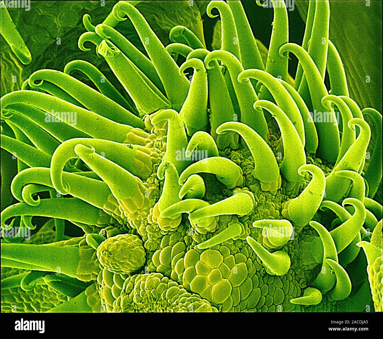 Bedstraw stem. Coloured scanning electron micrograph (SEM) of the stem ...