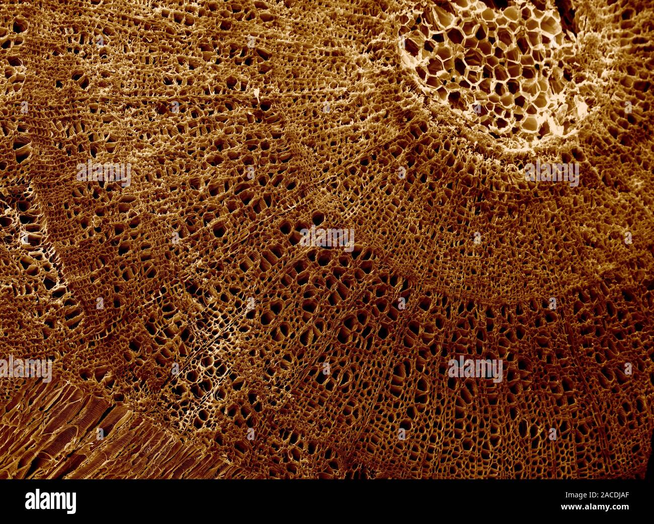 Wood structure. Coloured scanning electron micrograph (SEM) of a cross ...