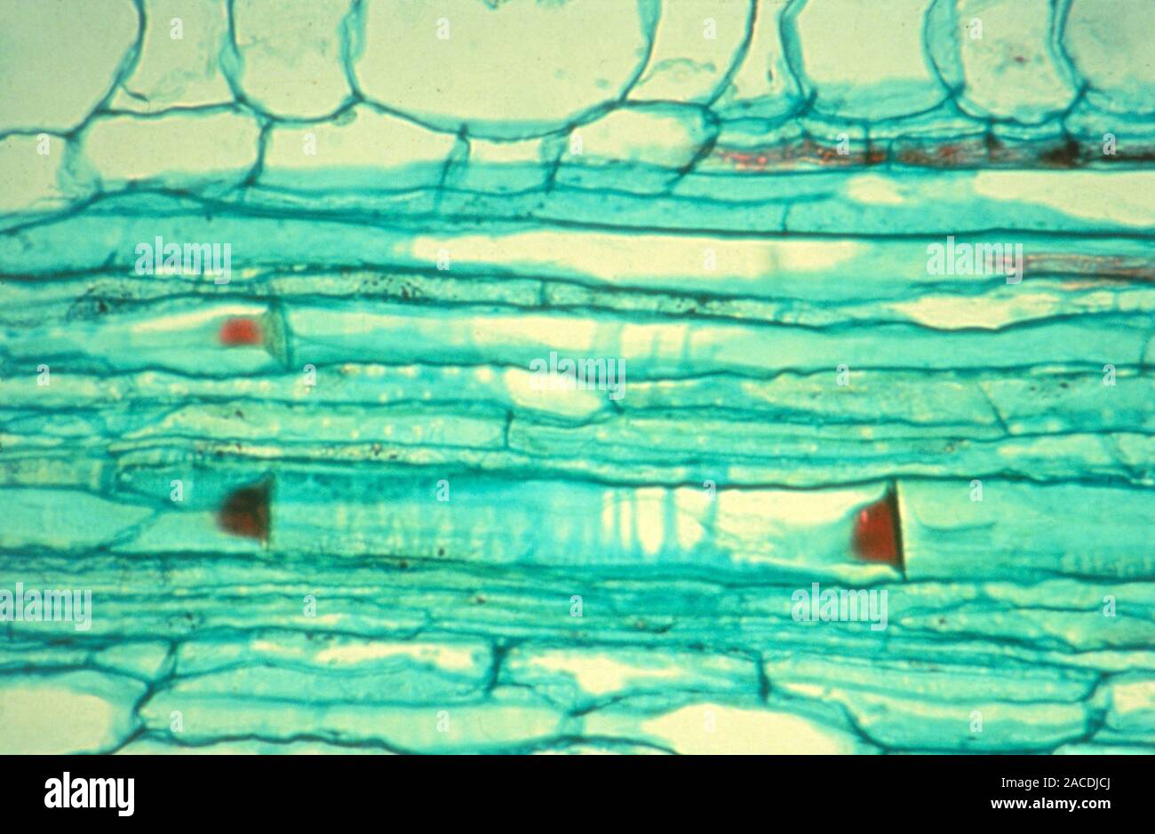 Phloem. Light micrograph of phloem tissue from a plant stem. The phloem ...