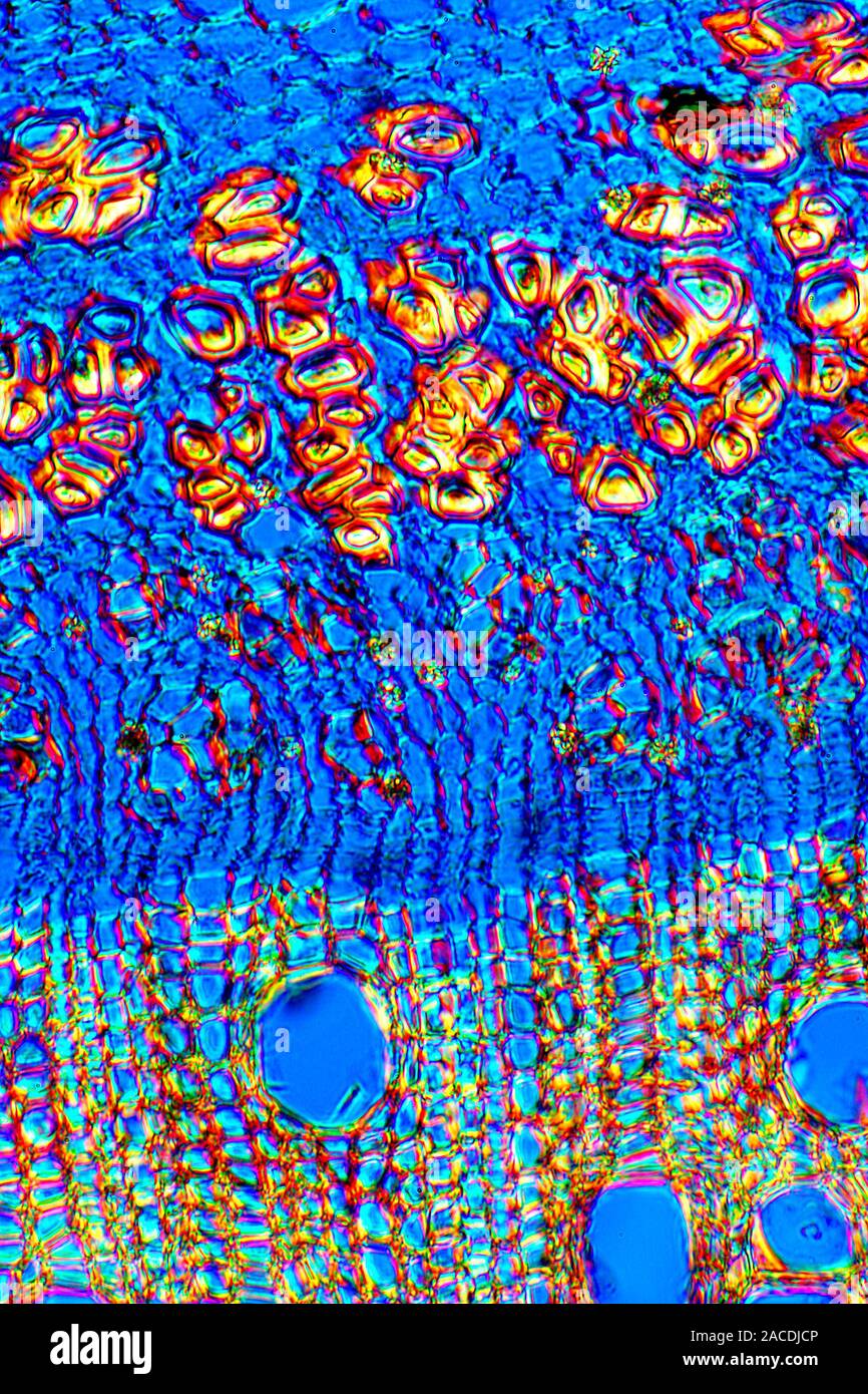 Stem of a hemp plant. Micrograph of a cross- section through the stem ...
