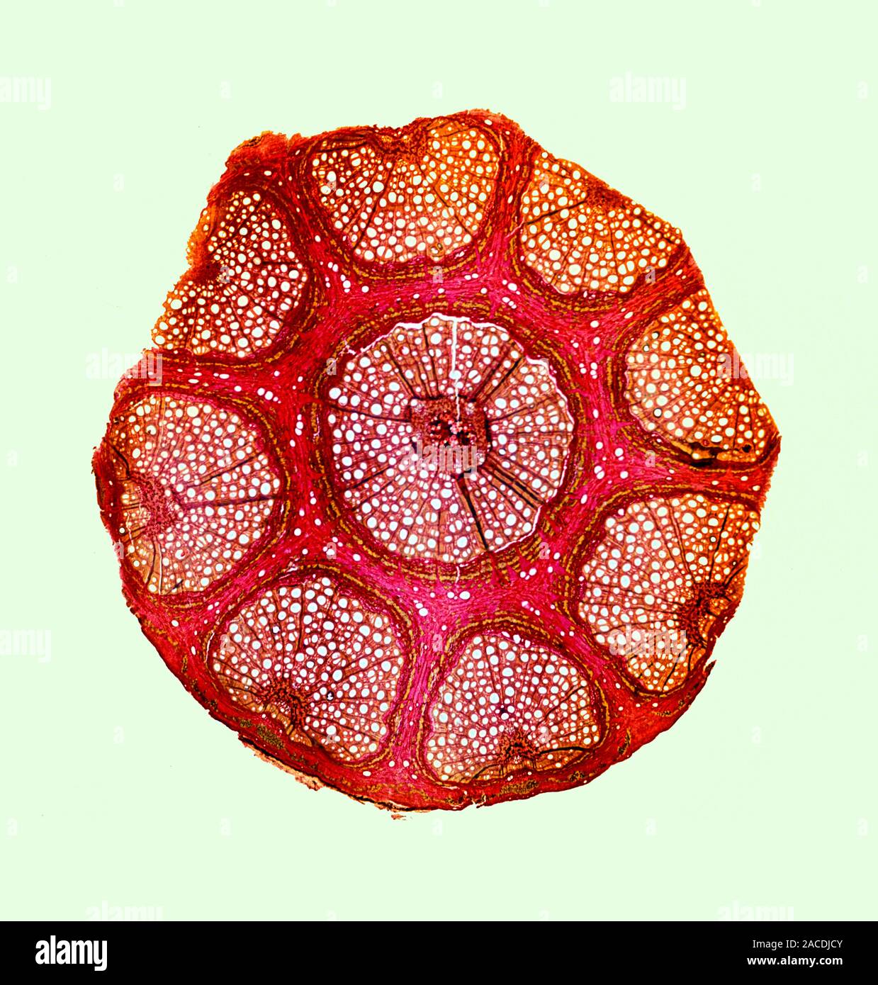 Liana stem. Light micrograph of a cross-section through a Brazilian ...