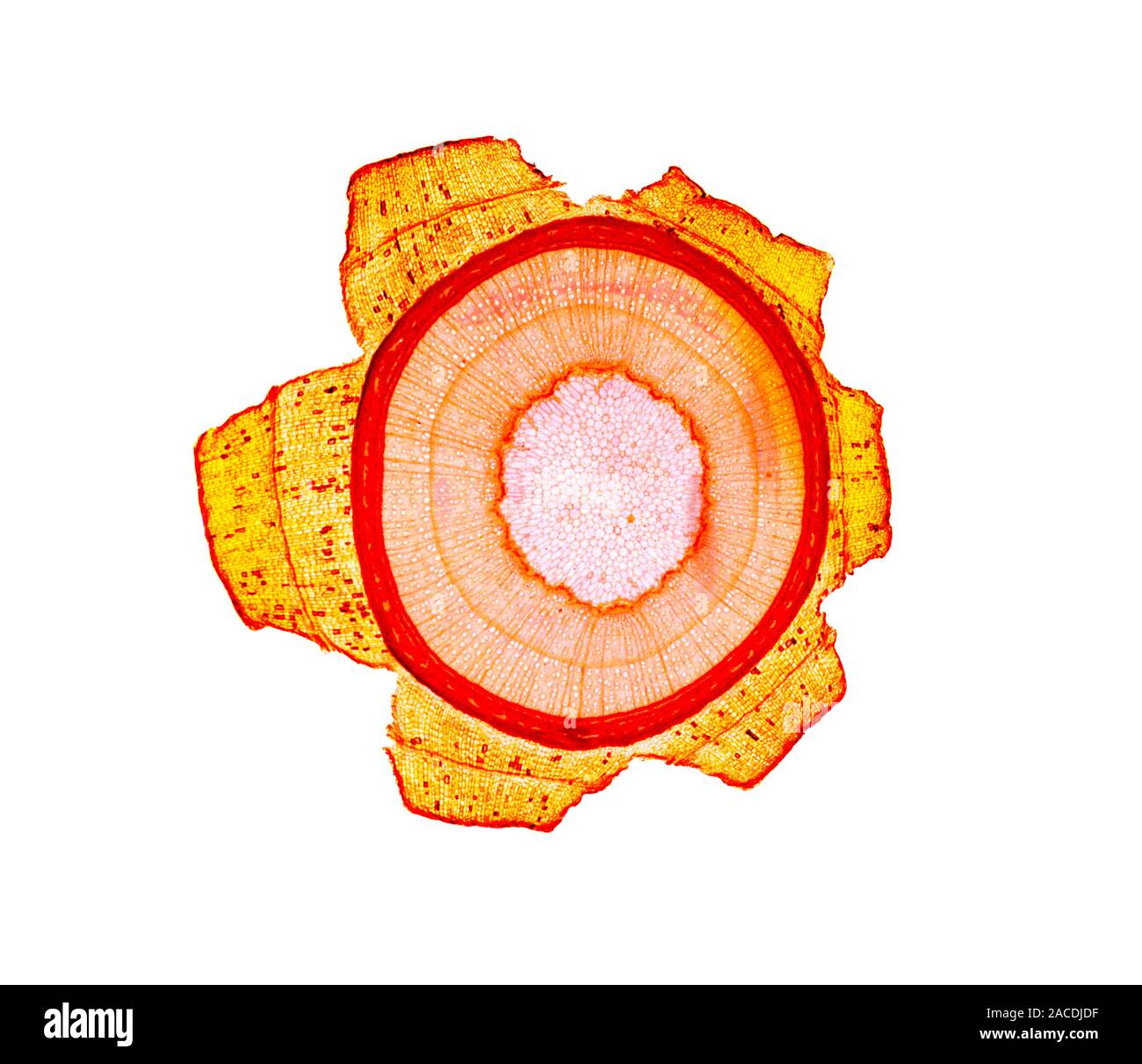 Maple stem. Light micrograph of a cross-section of a stem from the ...