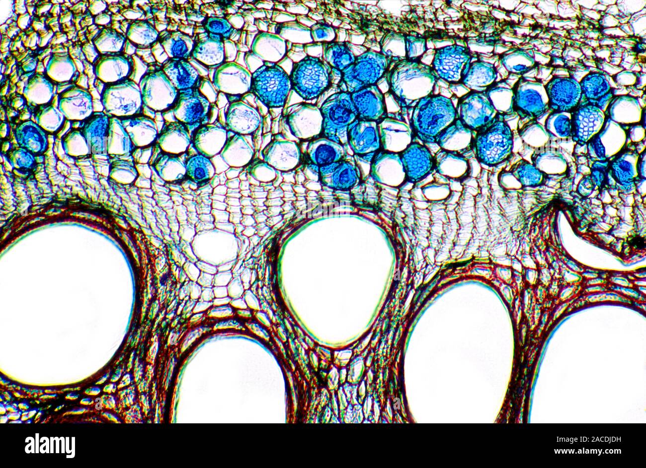 Cucumber stem. Light micrograph of a cross-section through part of a ...