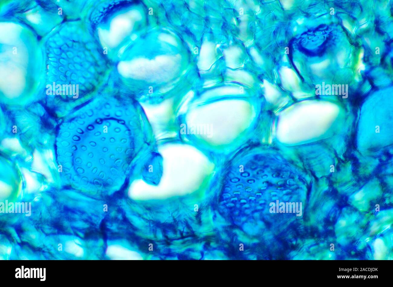 Cucumber stem tissue. Light micrograph of a cross- section through the ...