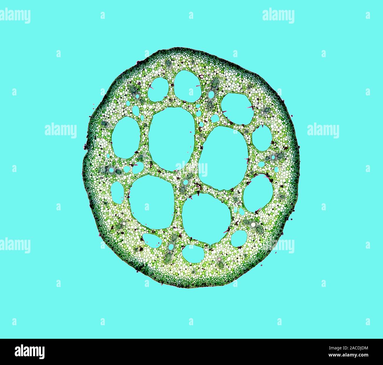 Petiole Cross Section
