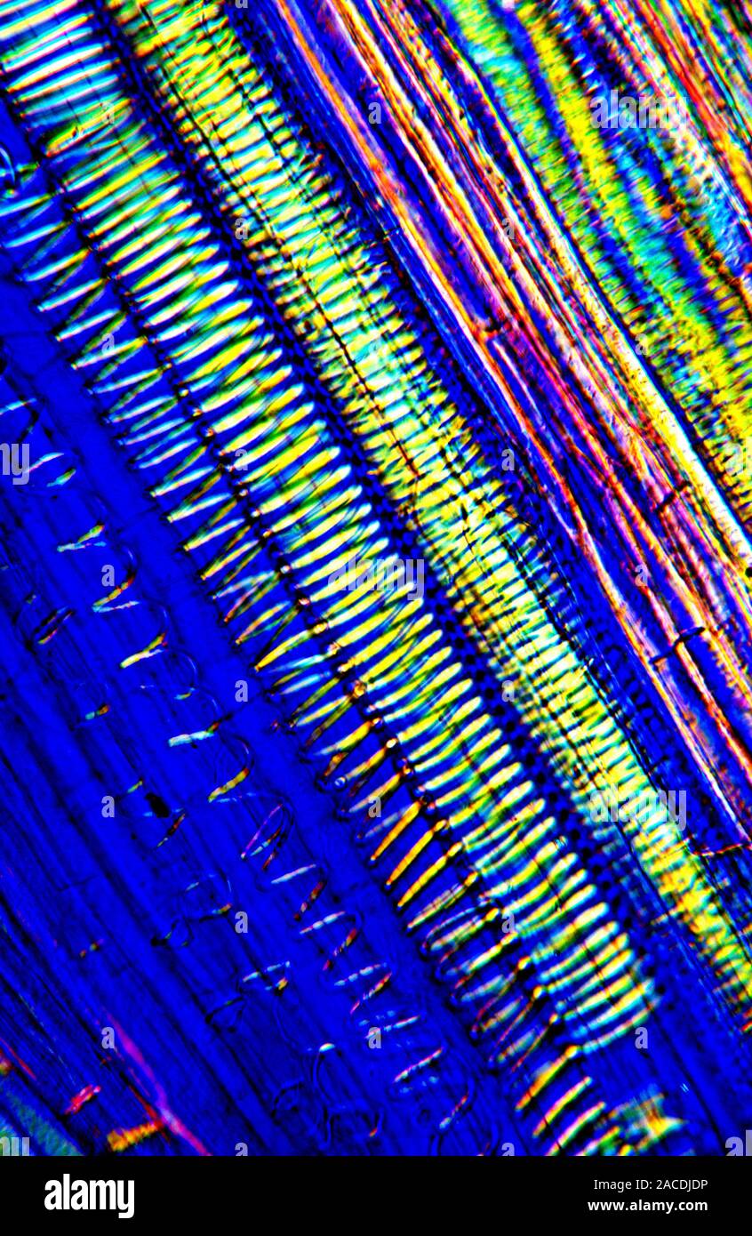 Tree xylem vessels. Polarised light micrograph of a vertical section ...