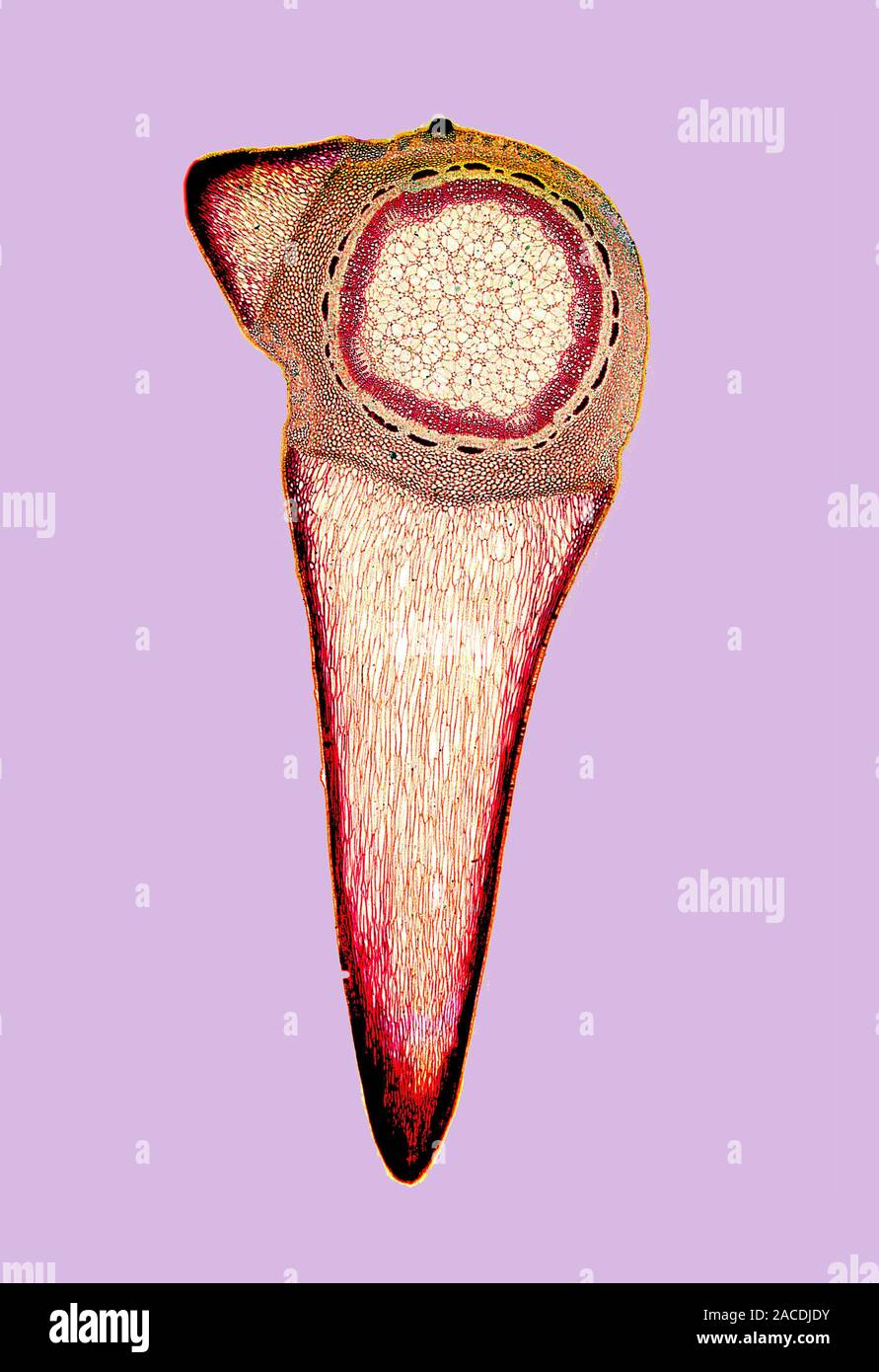 Rose stem. Light micrograph of a cross-section through the stem of a ...
