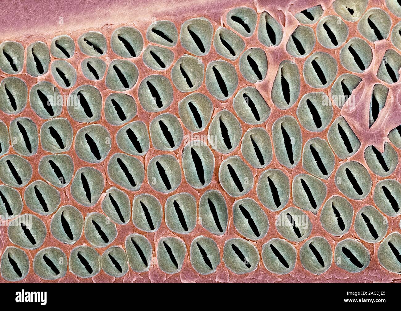Xylem plant cells. Coloured scanning electron micrograph (SEM) of a bundle of tracheid cells ...