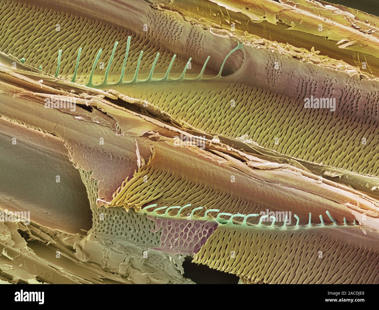 Xylem plant cells. Coloured scanning electron micrograph (SEM) of a ...