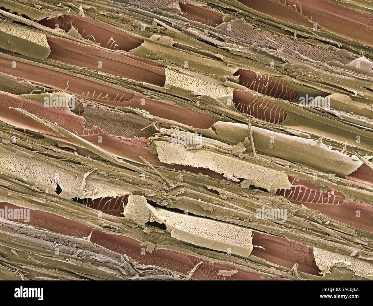 Xylem plant cells. Coloured scanning electron micrograph (SEM) of a ...