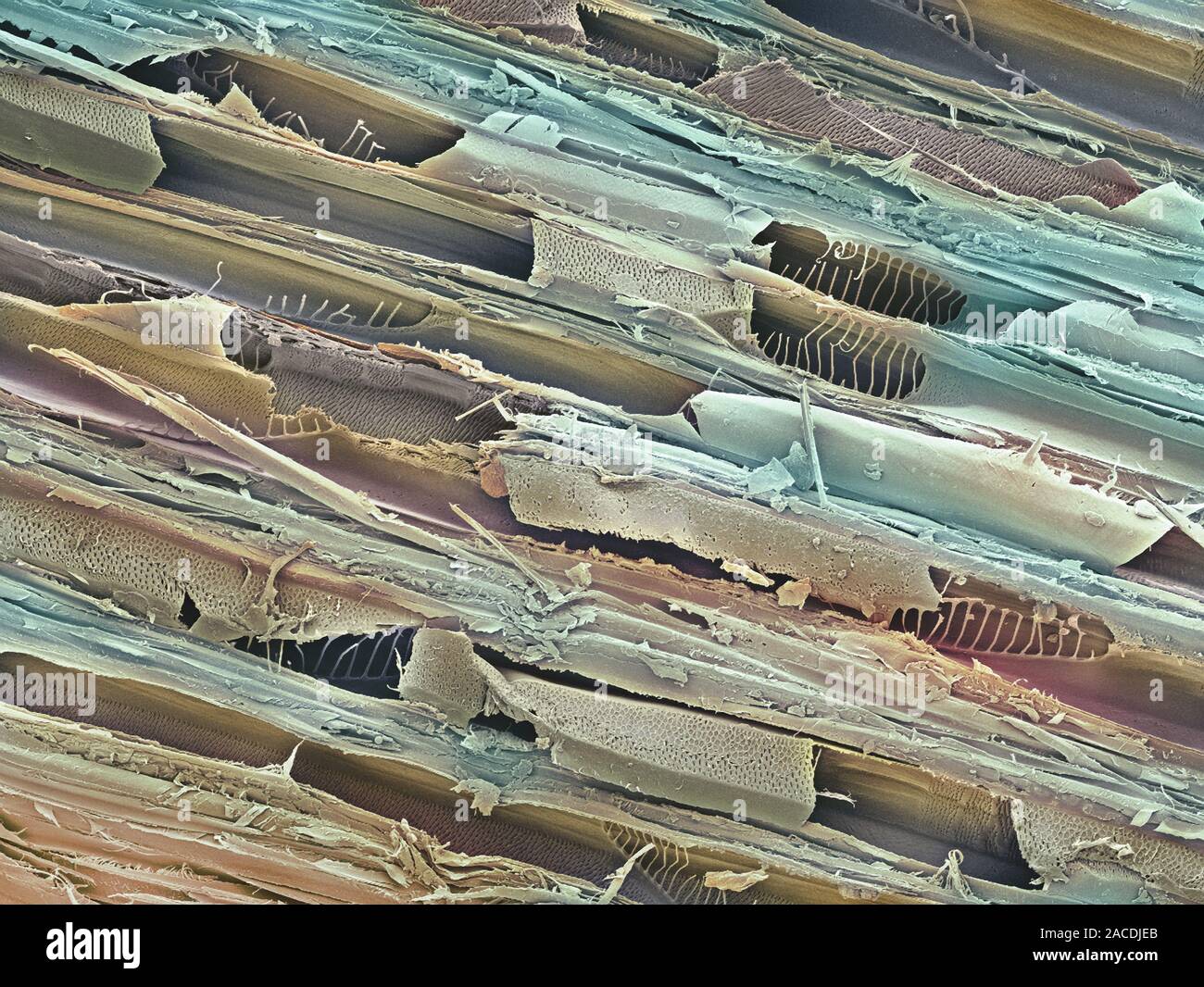 Xylem plant cells. Coloured scanning electron micrograph (SEM) of a ...