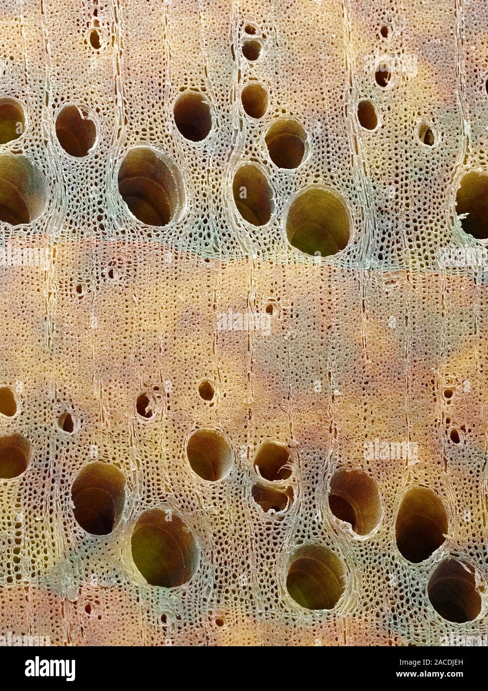 Elm wood. Coloured scanning electron micrograph (SEM) of a transverse ...