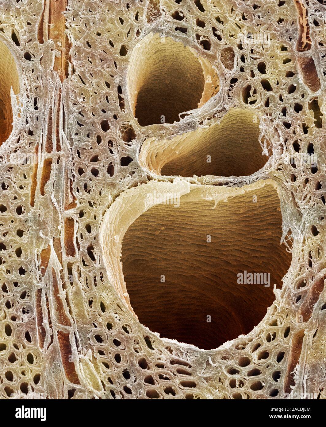 Elm wood. Coloured scanning electron micrograph (SEM) of a transverse ...