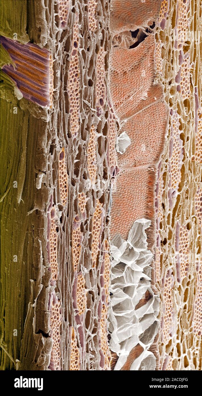 Iroko wood. Coloured scanning electron micrograph (SEM) of a ...