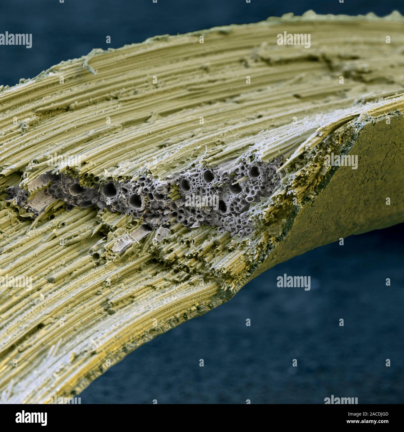 Bamboo stem. Coloured scanning electron micrograph (SEM) of a section ...