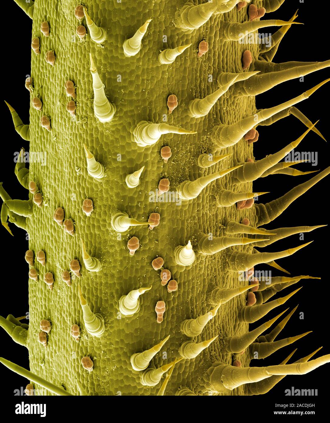 Grape vine. Coloured scanning electron micrograph (SEM) of the surface ...