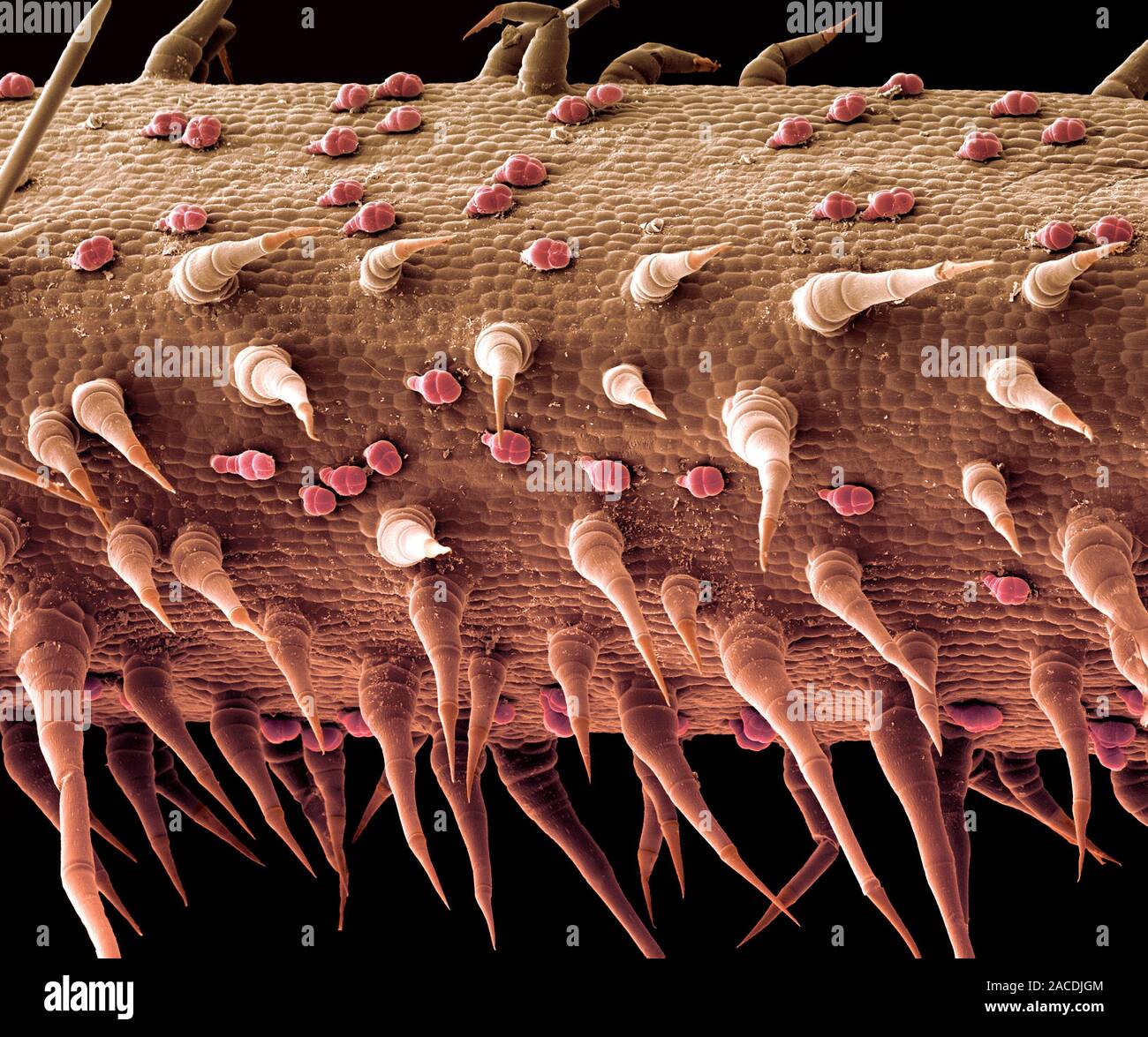 Grape vine. Coloured scanning electron micrograph (SEM) of the surface ...