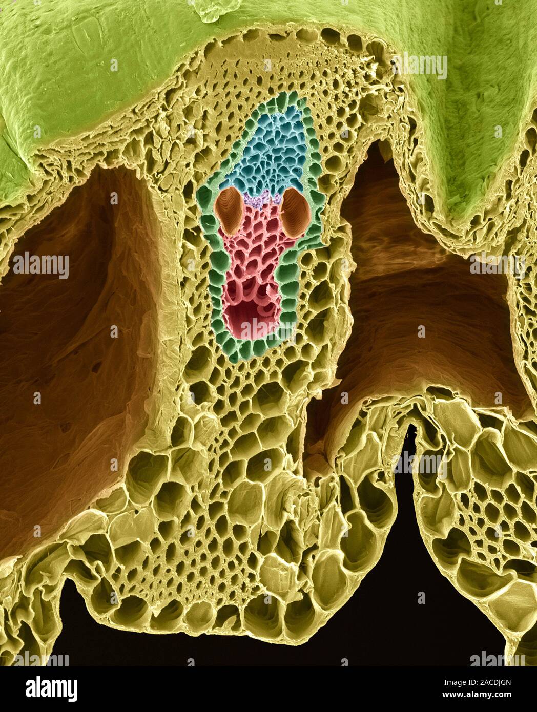 Grass stem. Coloured scanning electron micrograph (SEM) of a section ...