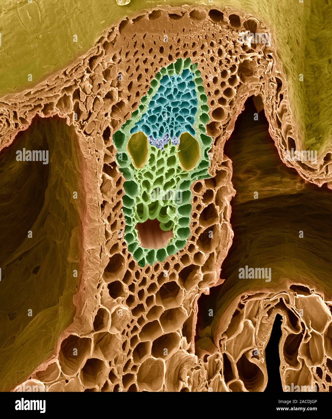 Grass stem. Coloured scanning electron micrograph (SEM) of a section ...