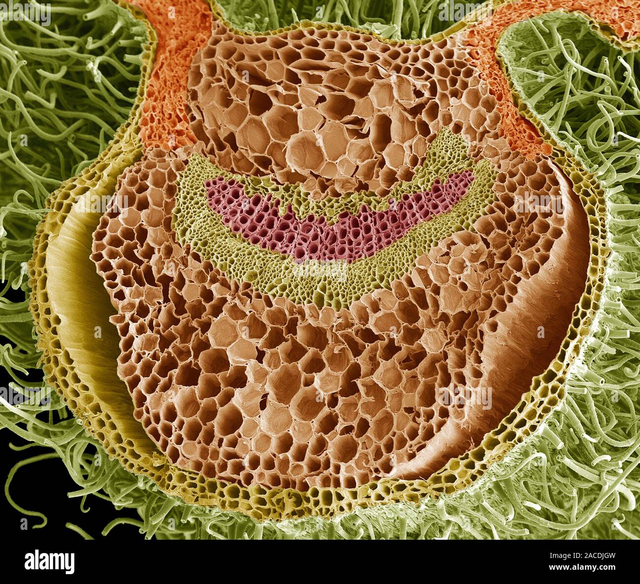 Sage Leaf Midrib Coloured Scanning Electron Micrograph Sem Of A