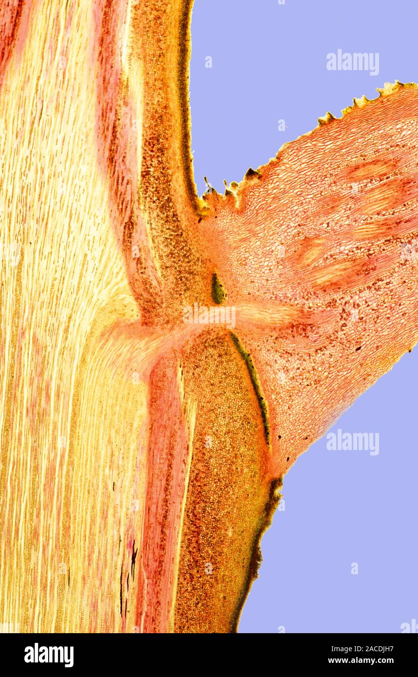 Sycamore stem, light micrograph. Longitudinal section through a leaf ...