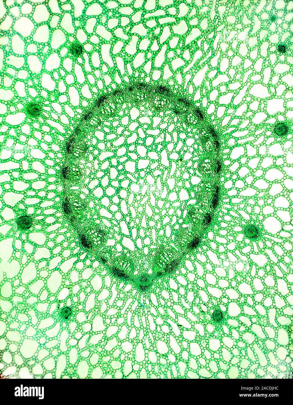 Bogbean stem. Light micrograph of a cross-section through the stem of a ...