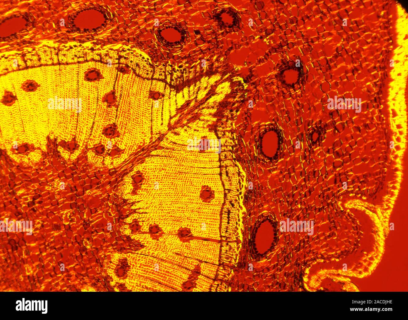 Scots pine tree stem. Polarised light micrograph of a cross-section ...