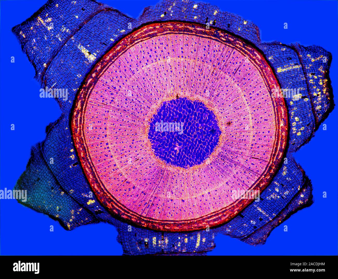 Maple stem. Polarised light micrograph of a cross-section through the ...