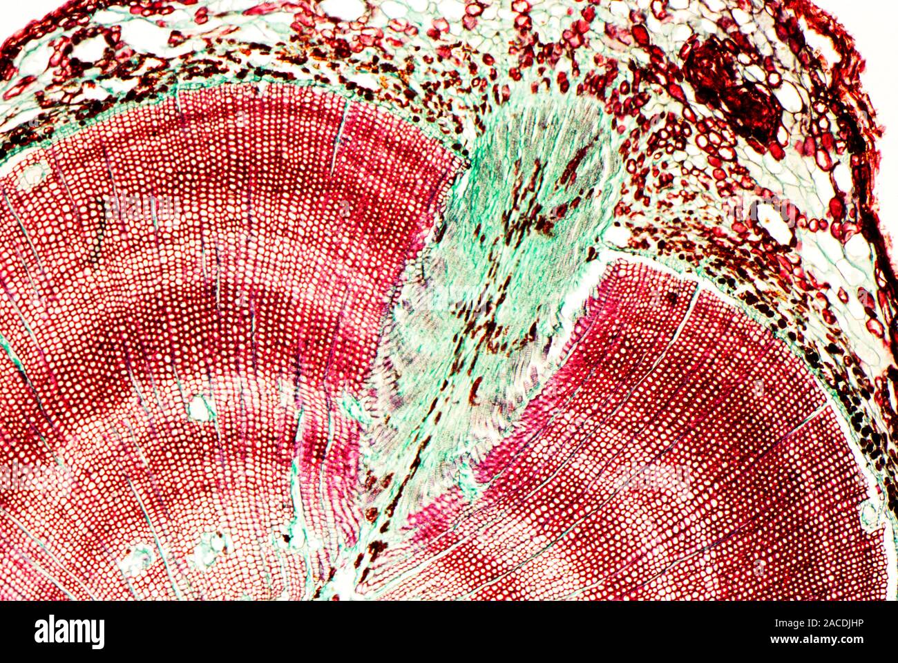 Pine tree stem. Coloured light micrograph of a cross-section through ...