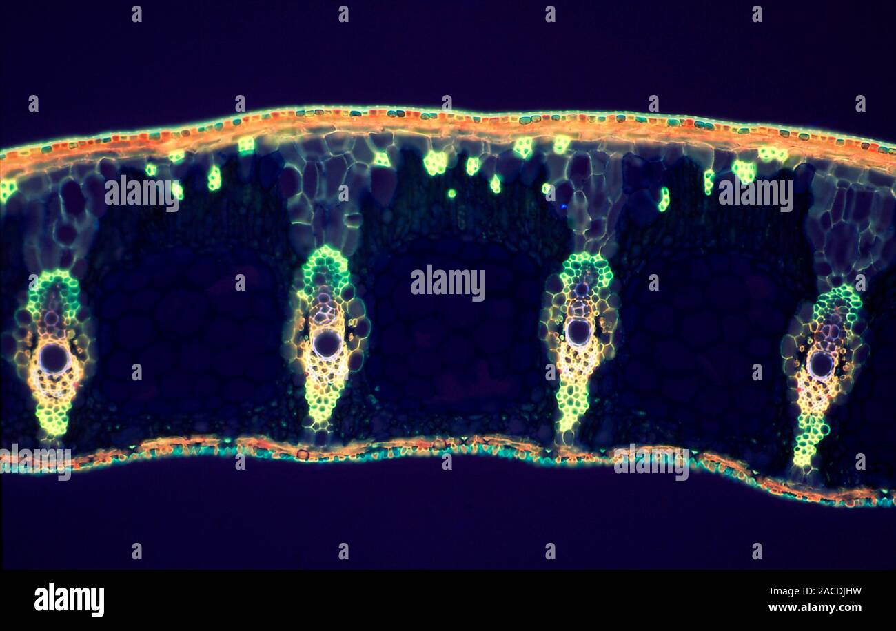 Leaf anatomy. Light micrograph of a transverse section through a leaf ...