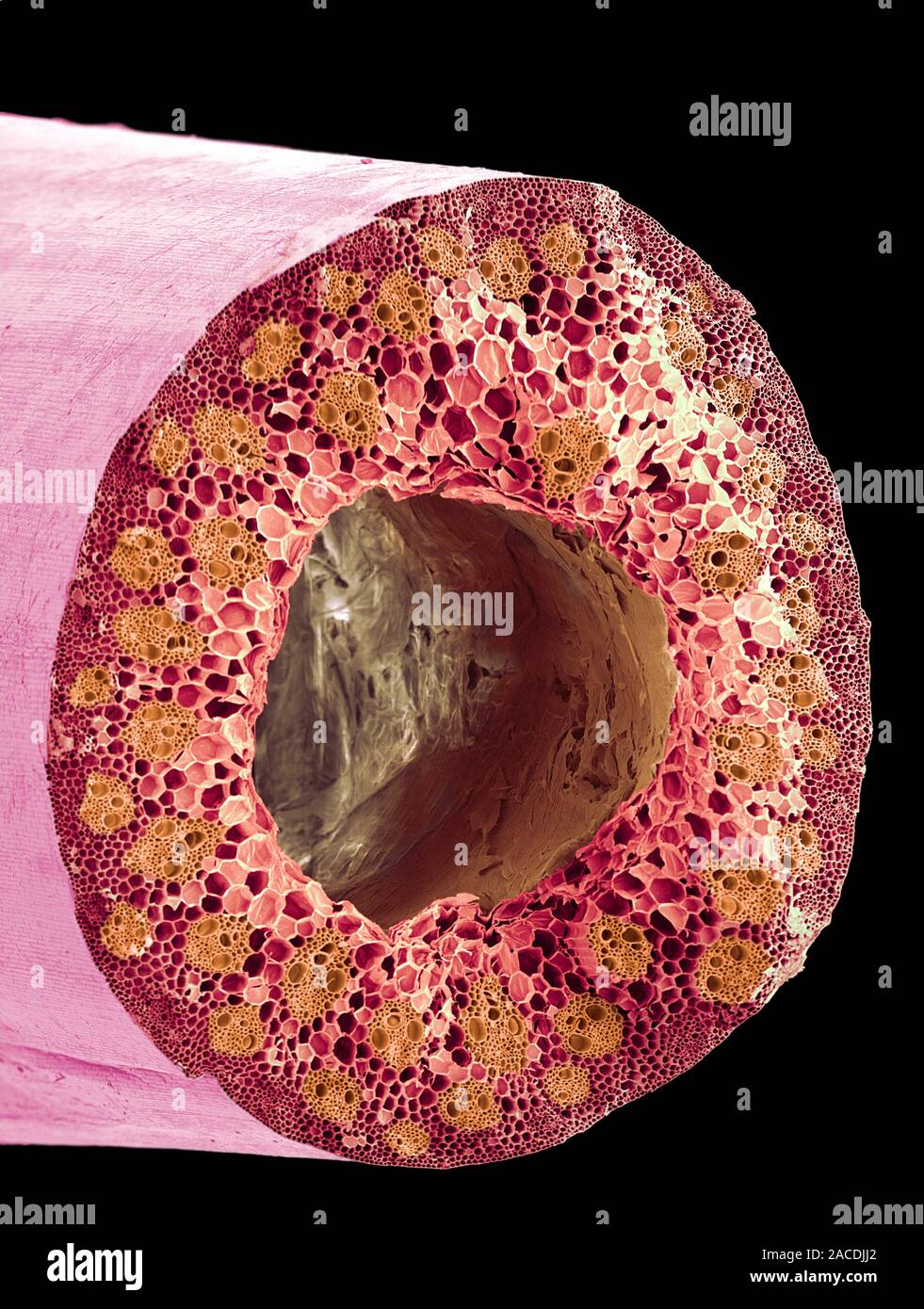 Bamboo stem. Coloured scanning electron micrograph (SEM) of a section ...