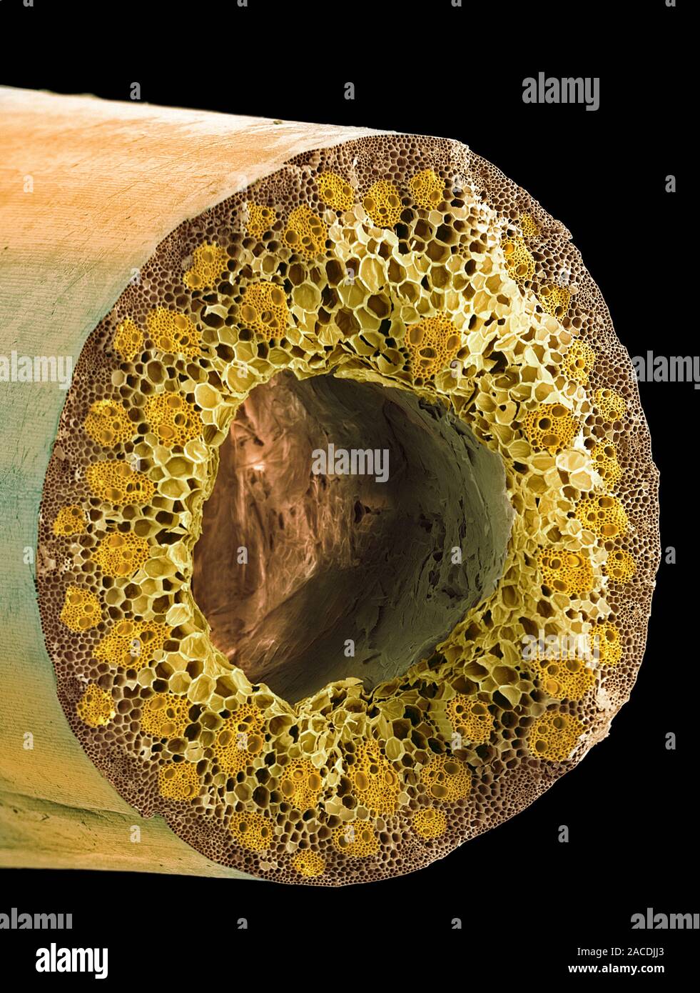 Bamboo stem. Coloured scanning electron micrograph (SEM) of a section ...