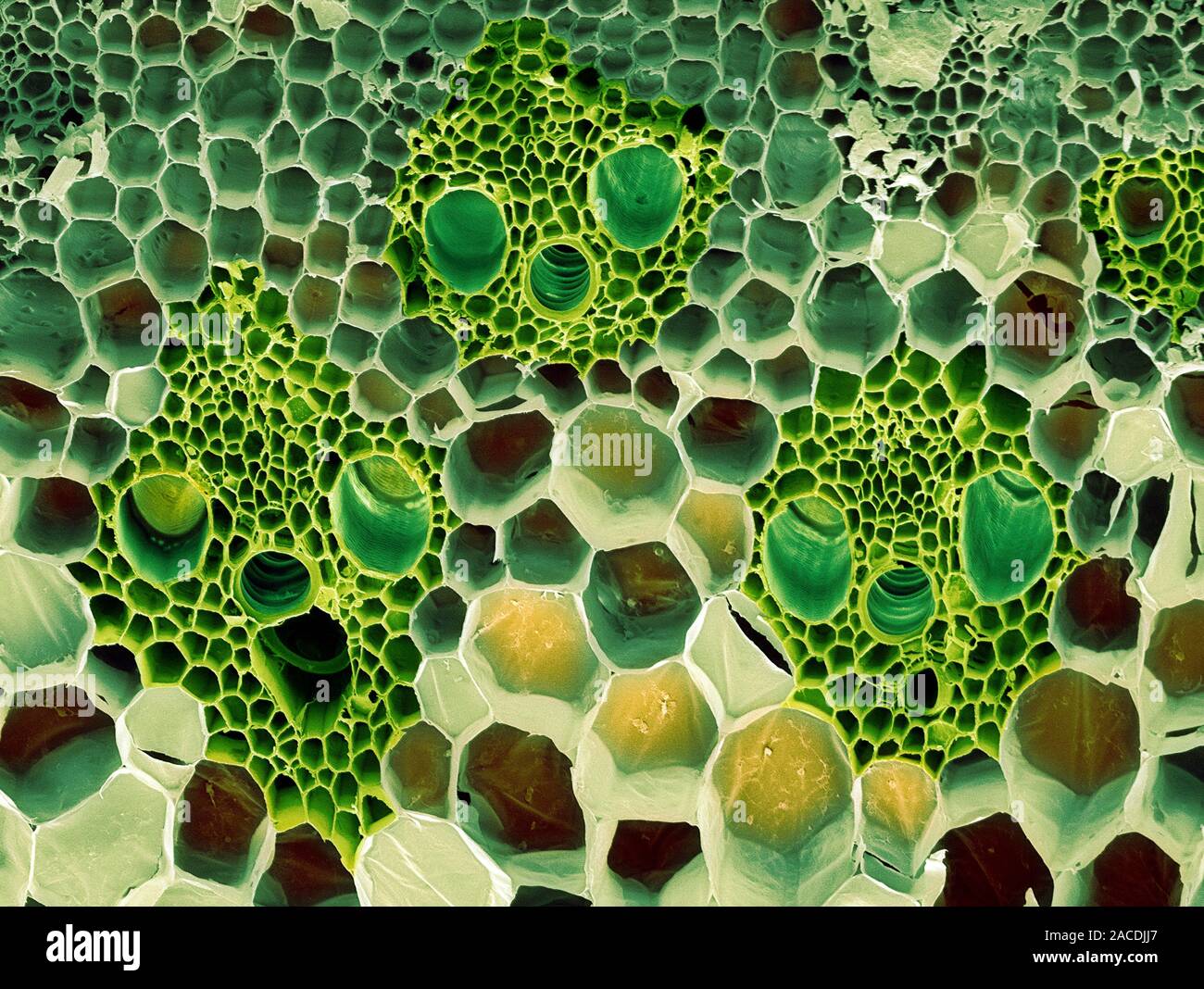 Bamboo stem. Coloured scanning electron micrograph (SEM) of a section ...