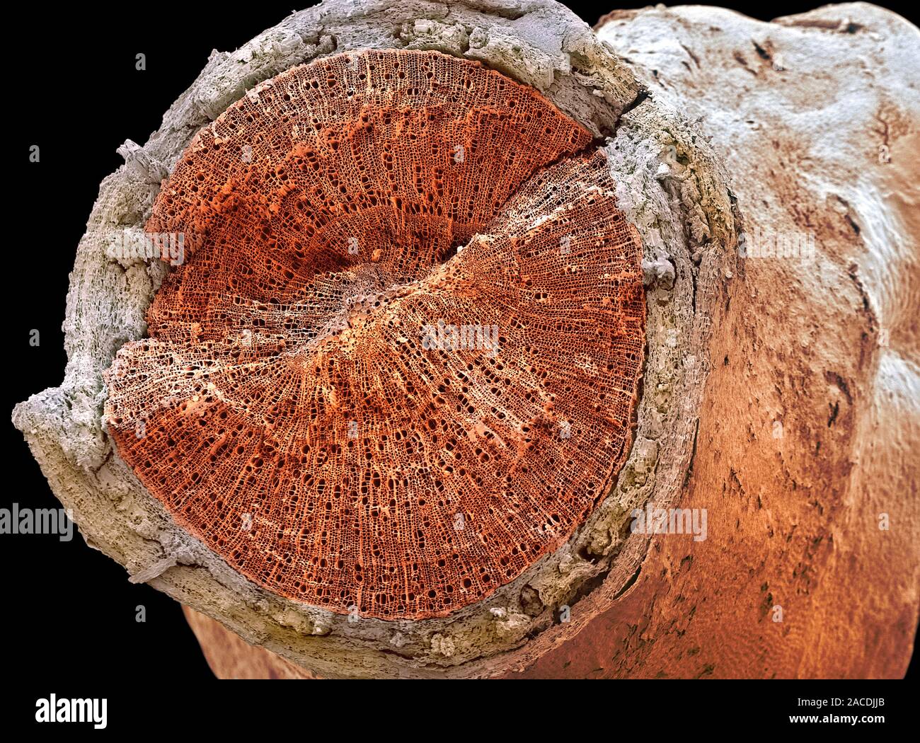 Stem section. Coloured scanning electron micrograph (SEM) of a section ...