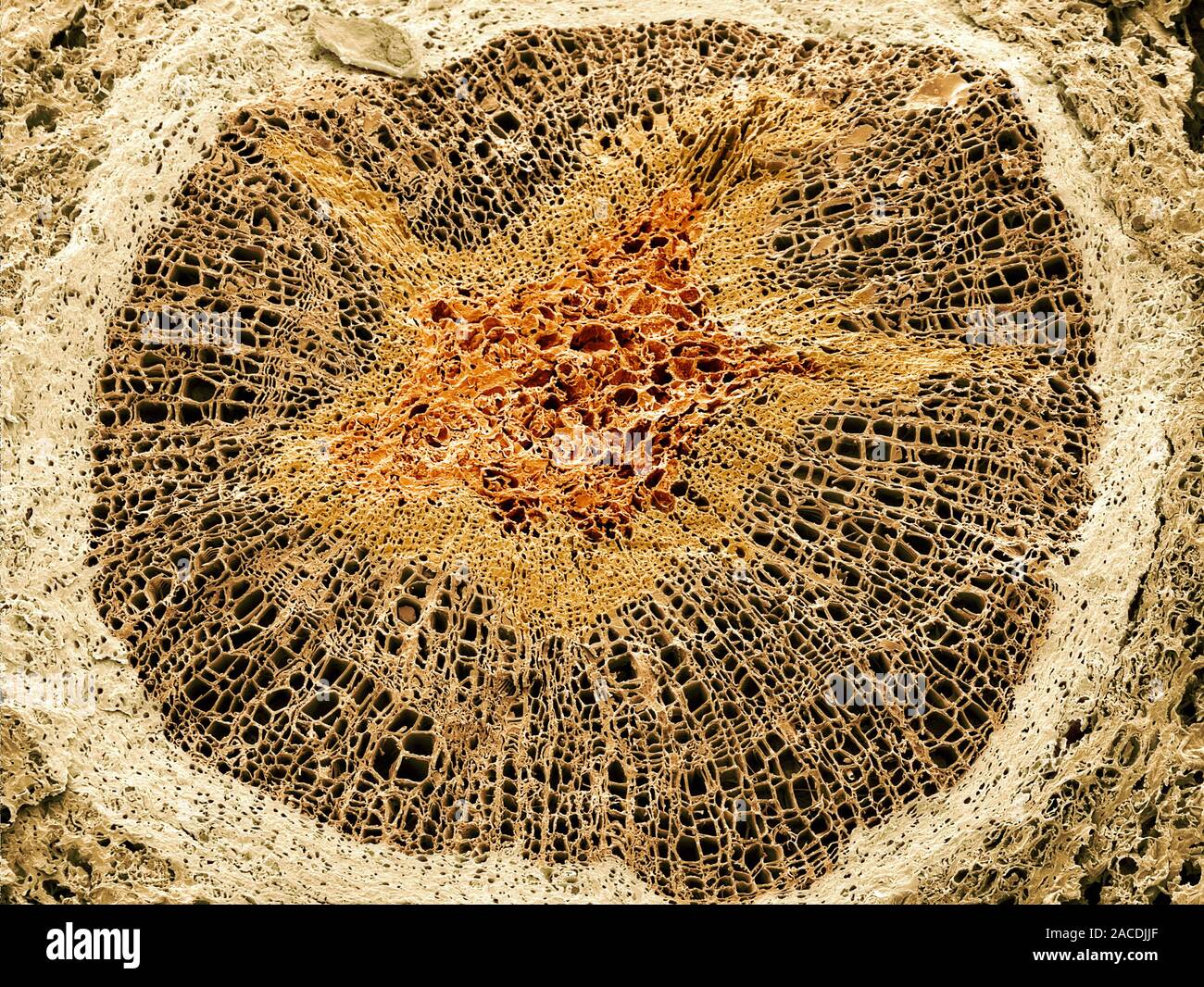 Woody stem section. Coloured scanning electron micrograph (SEM) of a ...