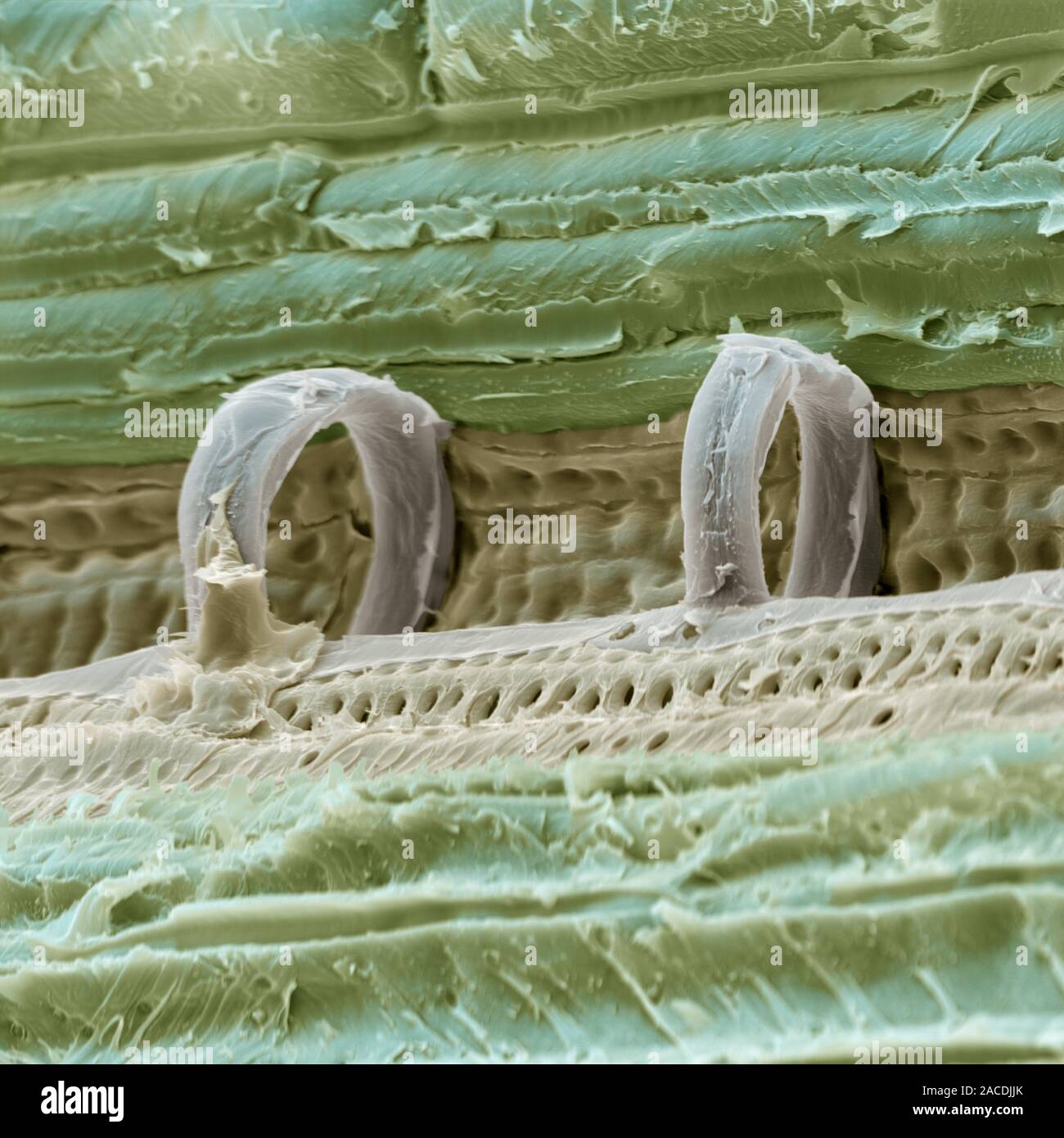 Bamboo stem. Coloured scanning electron micrograph (SEM) of a section ...